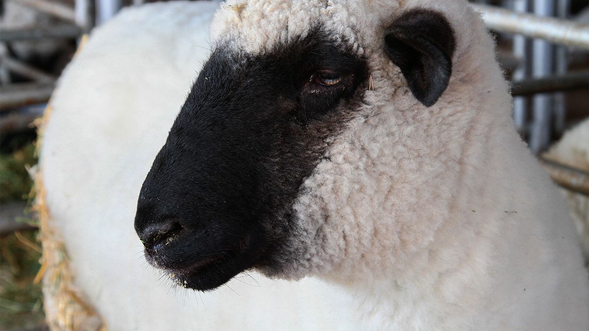 La carne de cordero se quiere hacer un lugar en el plato de los argentinos