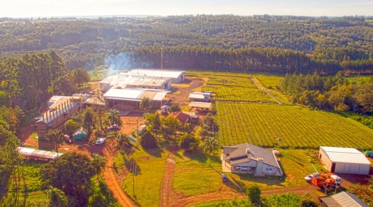 Verdeflor, la yerba compuesta de mayor exportación del país y con sabor ...