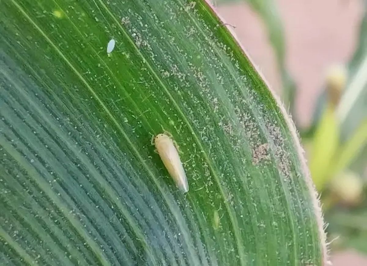 Chicharrita: un avance inesperado y un daño sin definir