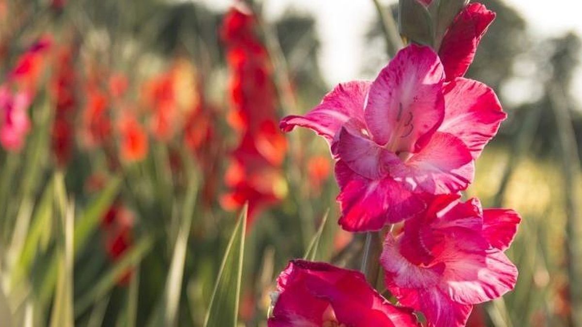 Gladiolos que brindan color y distinción a nuestro jardín