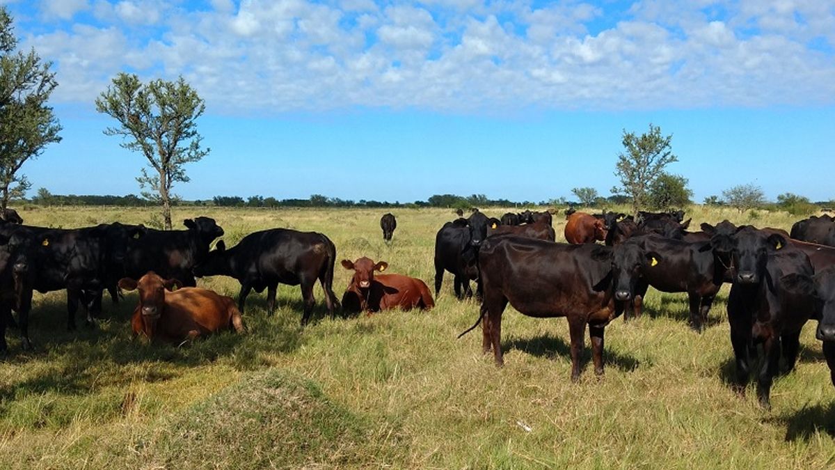 Con sincronización reproductiva, mejoran la eficiencia en los rodeos