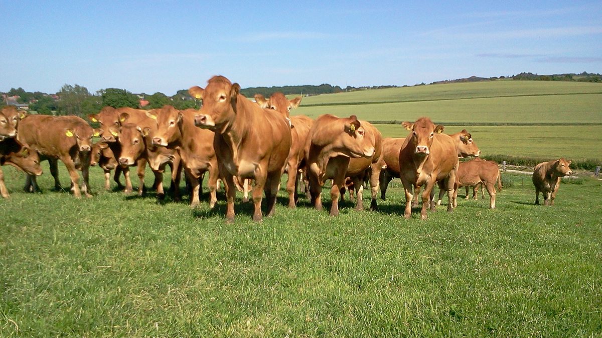 Limousin, una raza bovina que crece