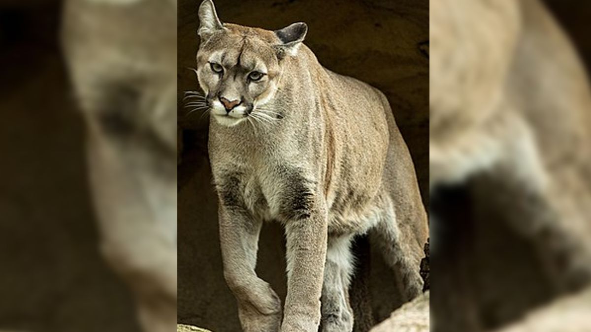 Trasladan a una reserva animal cordobesa a dos pumas rescatados de coto ...