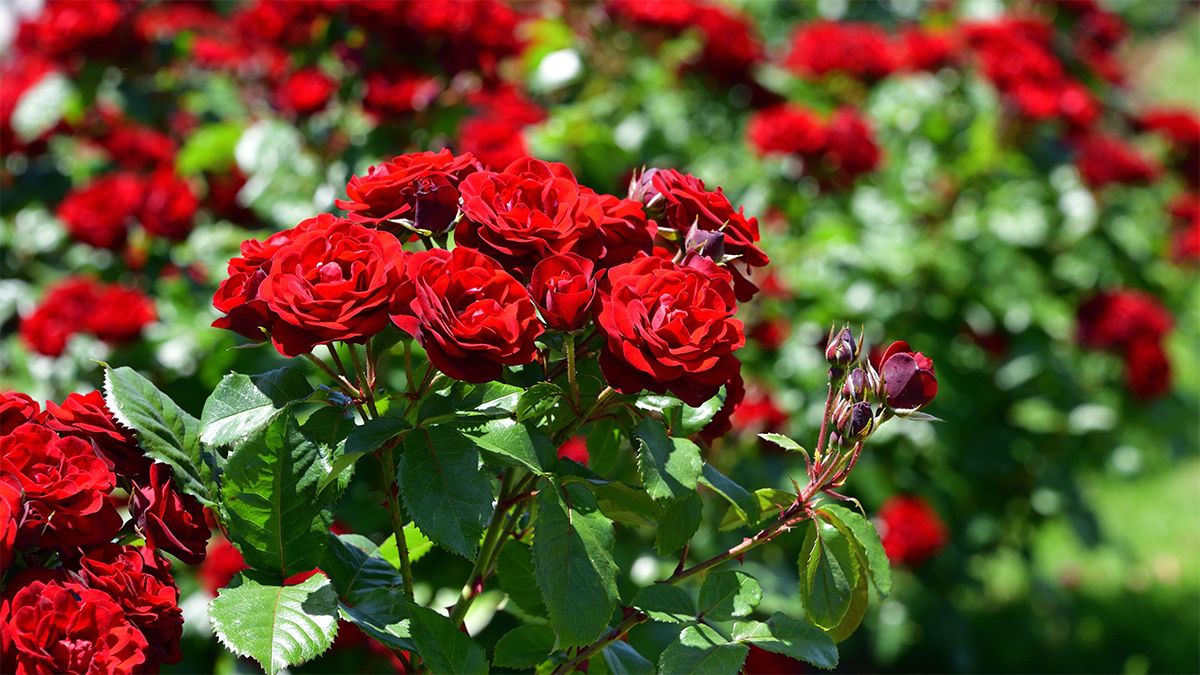 ¿Cómo mantener un rosal en buen estado?