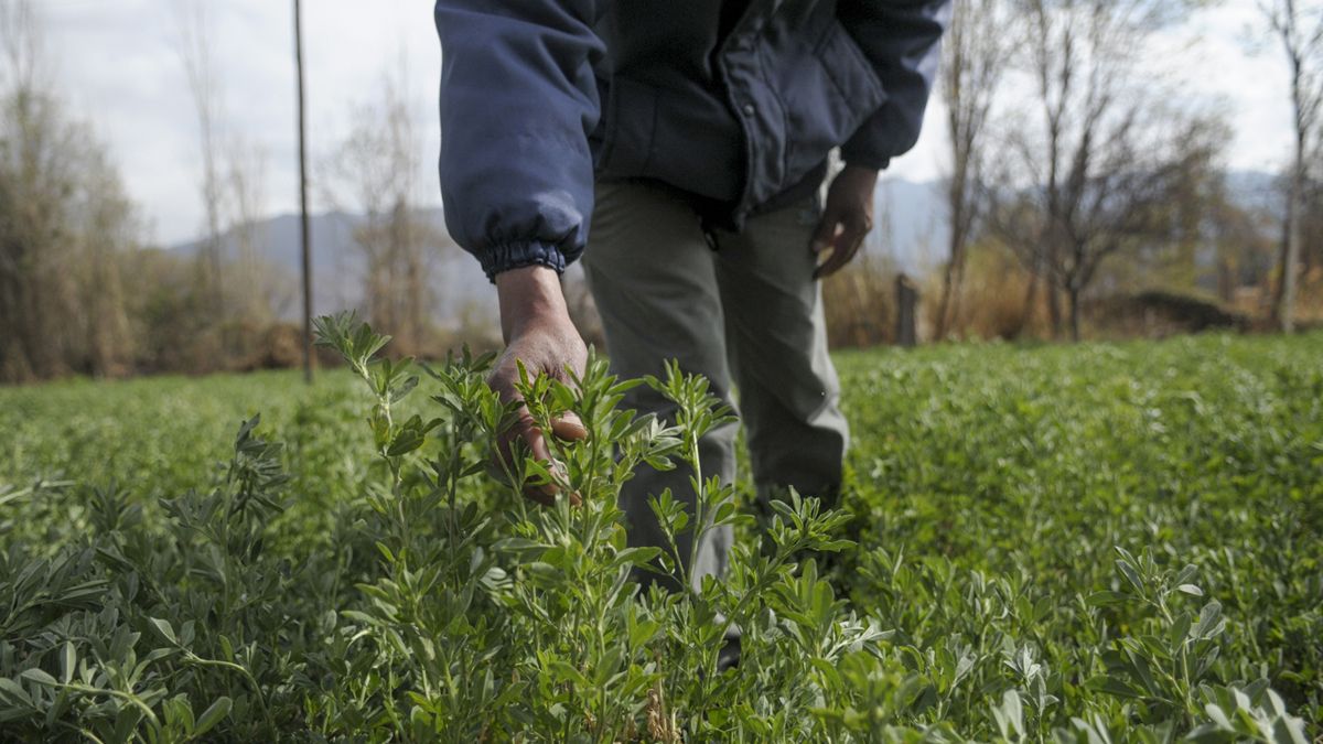 Alfalfa: secretos para un forraje de calidad