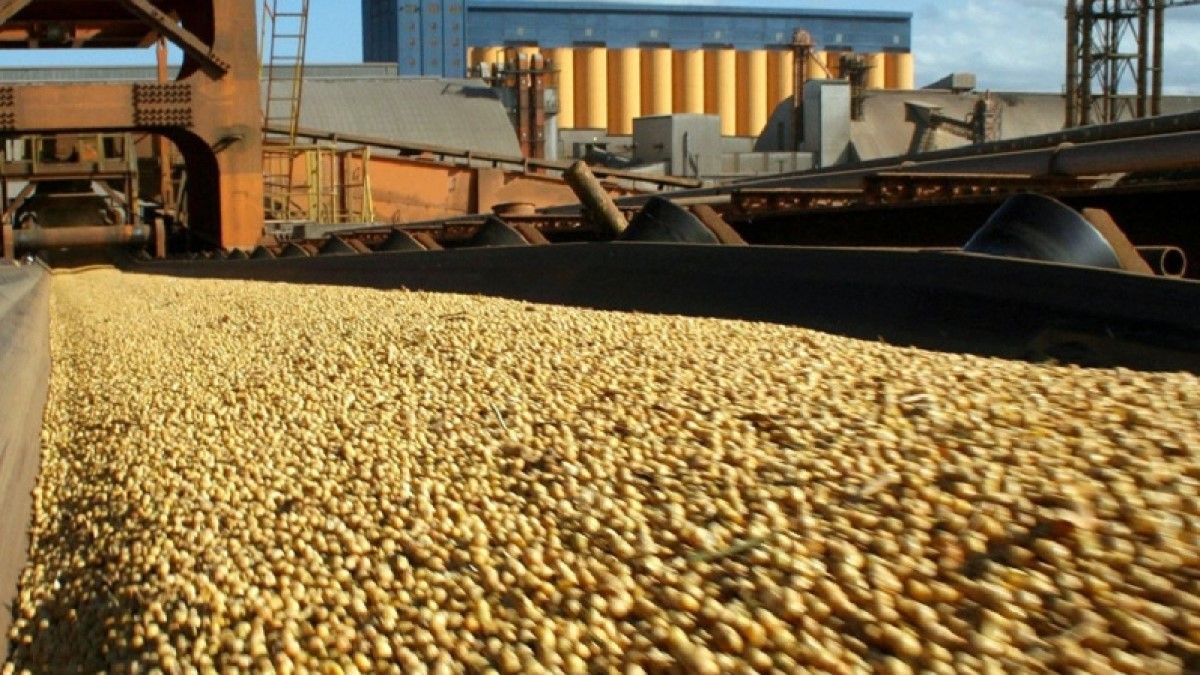 Se frena la industria molinera por falta de granos: fuerte caída en la ...