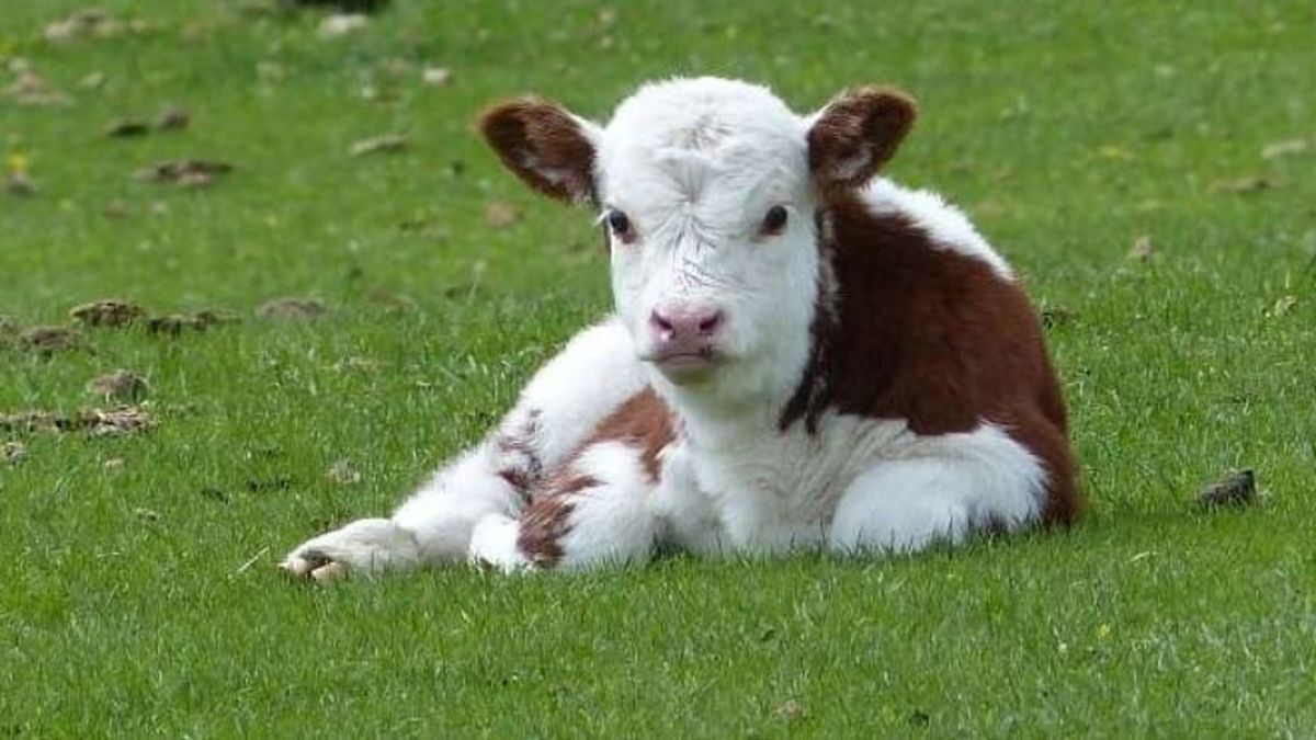Nació un ternero con cara de humano en Santa Fe