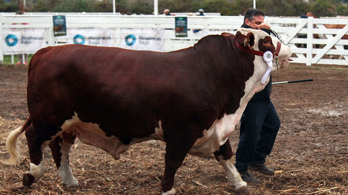 89° Expo: ganadería de punta, a pesar de la seca y el contexto económico