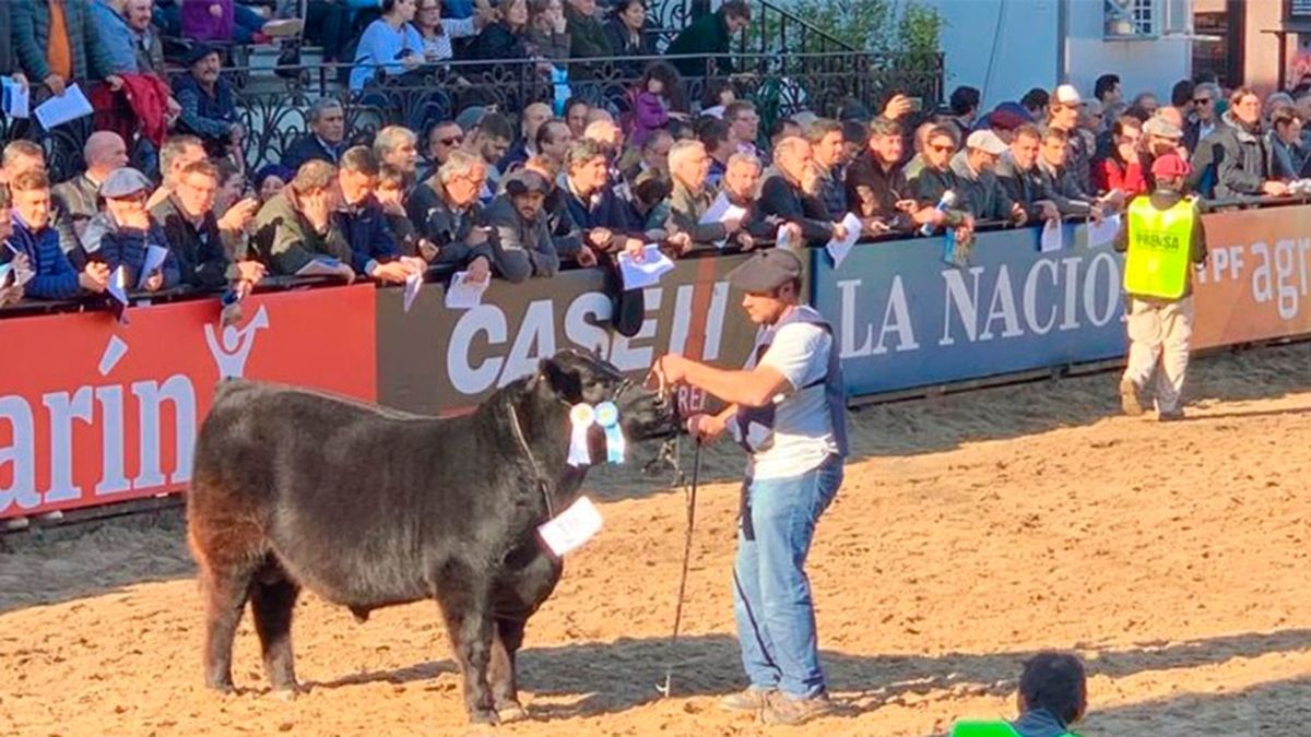 “El Señuelo” se quedó con el campeón ternero Angus