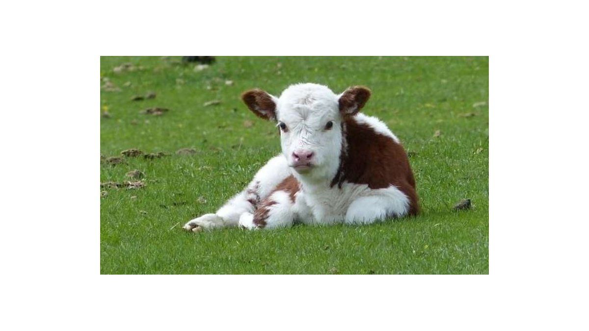 Nació un ternero con cara de humano en Santa Fe