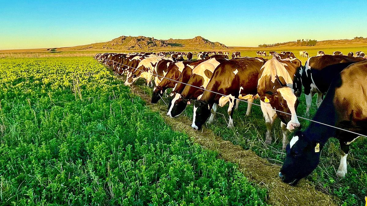 Caída de producción y peor ecuación económica, el pronóstico del tambo