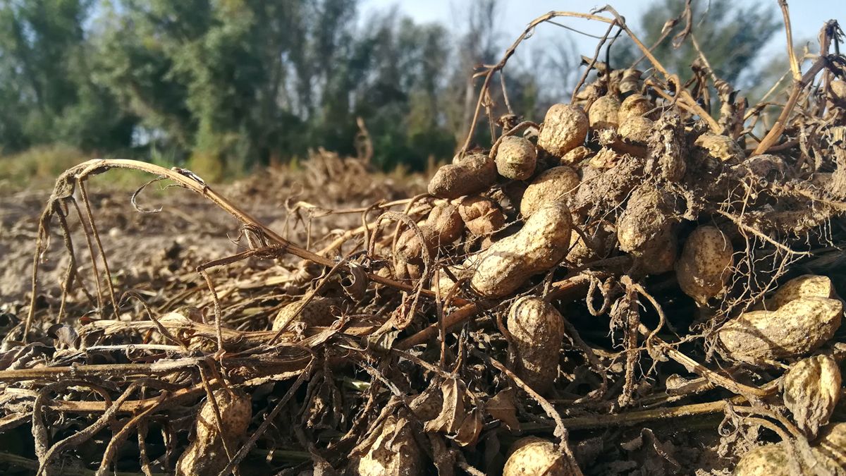 Desafíos genéticos para mantener el liderazgo argentino del maní