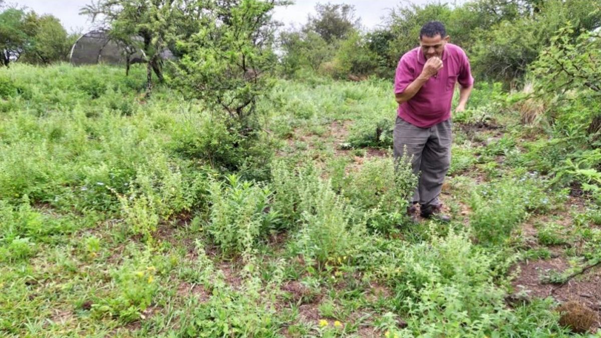 Cultivan peperina a gran escala en un campo de Santa Rosa de Calamuchita