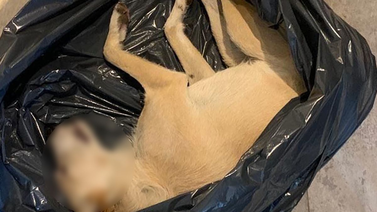 La violenta muerte de un perro desató críticas y reavivó el debate ...
