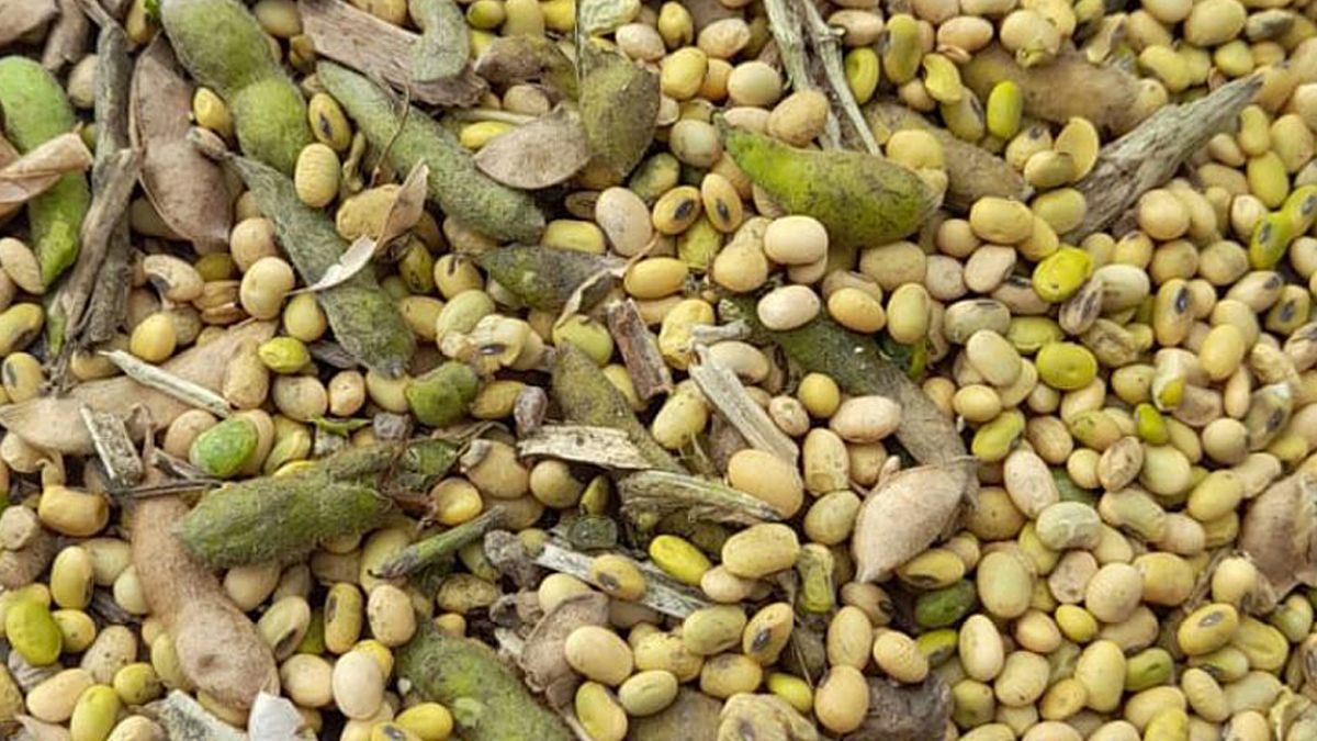 Soja: pautas para el manejo de granos en una cosecha de baja calidad