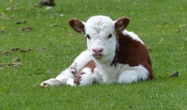 Nació un ternero con cara de humano en Santa Fe