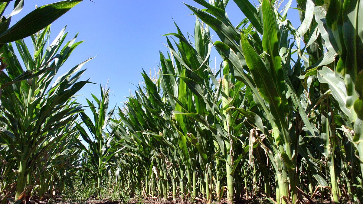 El cierre de exportaciones de maíz: qué puede pasar en el corto y largo ...