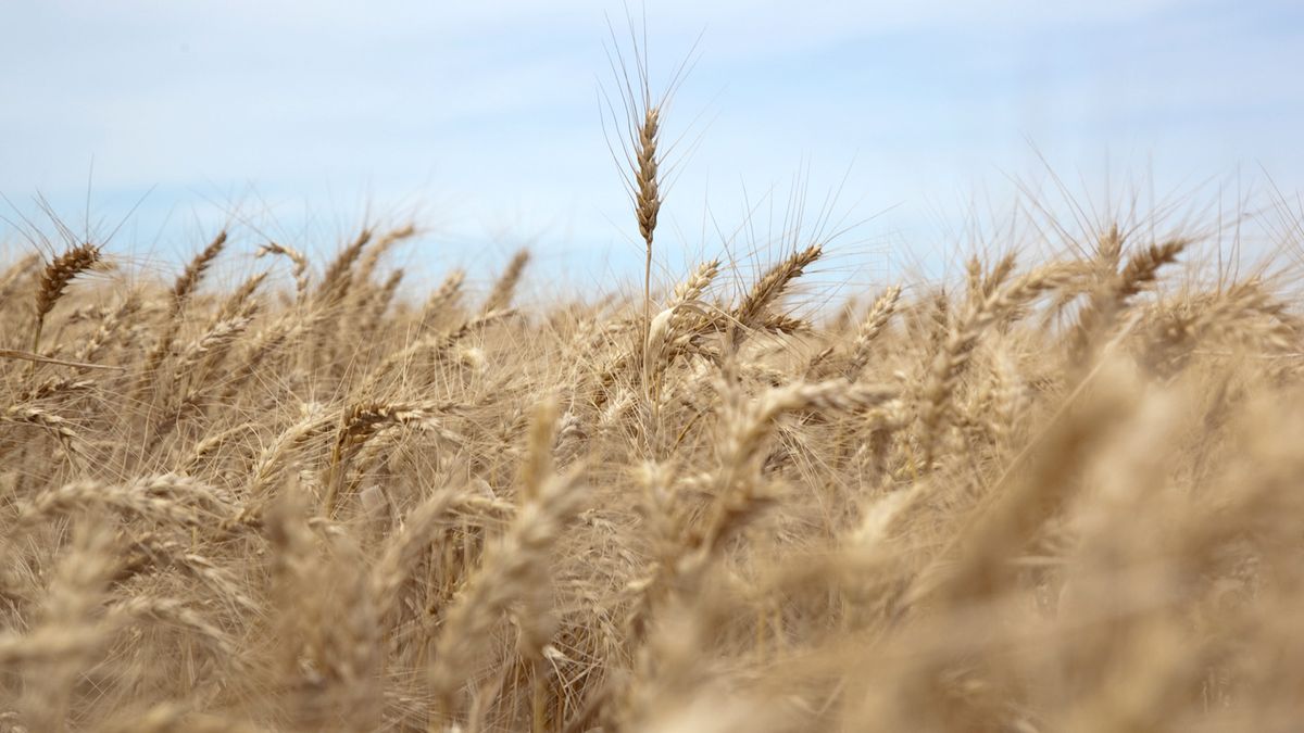 El trigo, de repente, dio vuelta la ecuación: ¿llega a tiempo?