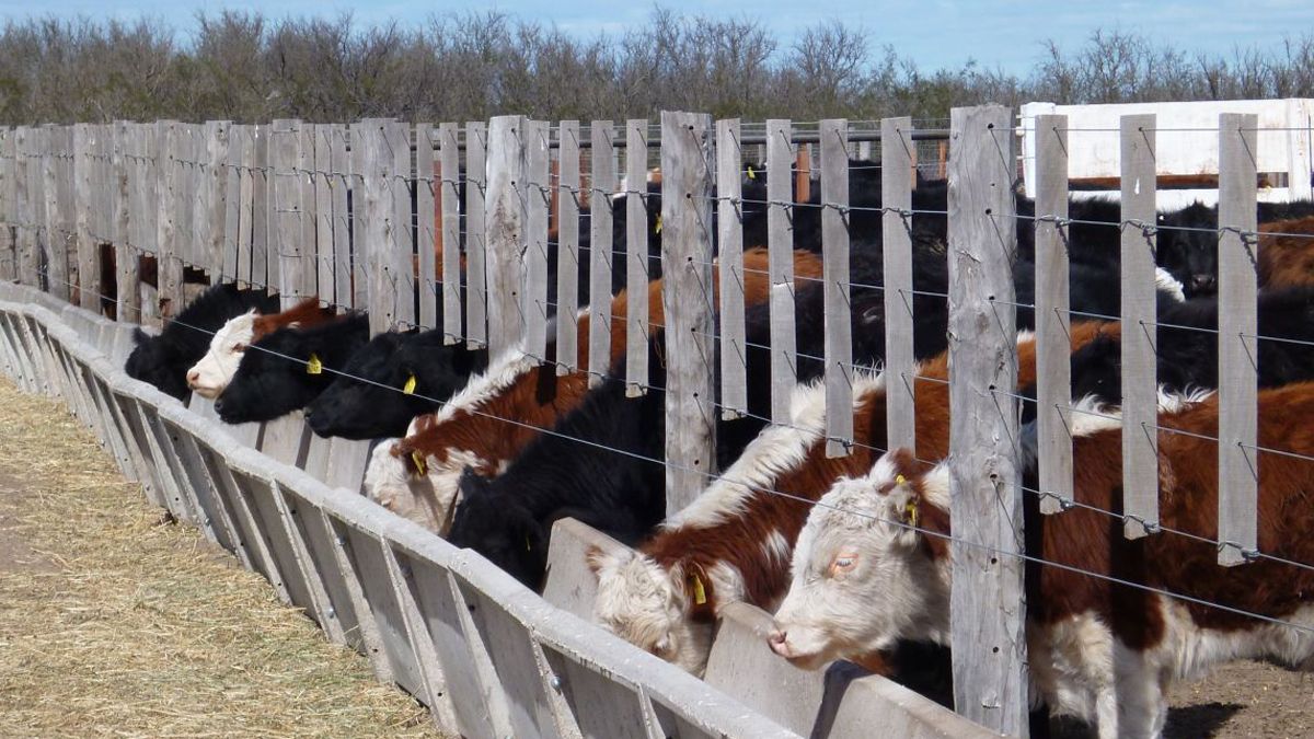 Feedlots en rojo: Producimos más novillos que los que pide la demanda