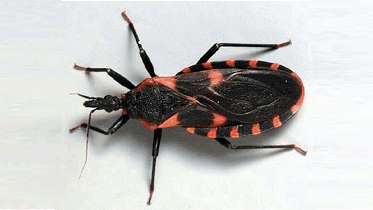 Cerca de 7 millones de personas están en riesgo de contagiarse la enfermedad de Chagas