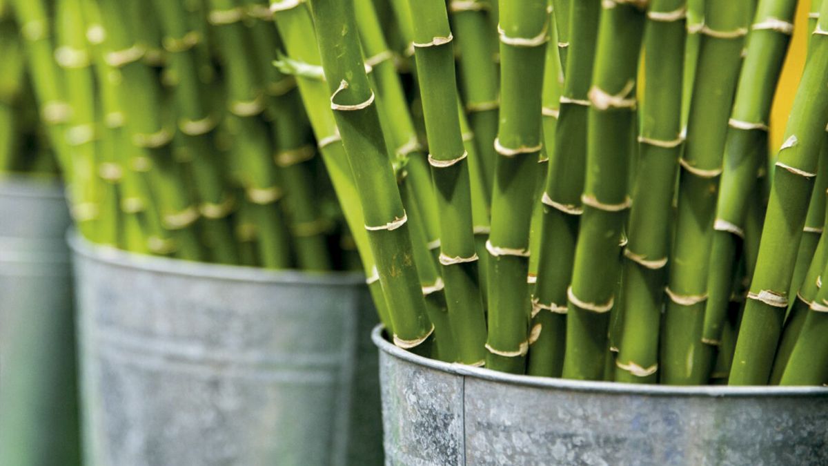 Cuáles son los beneficios del bambú