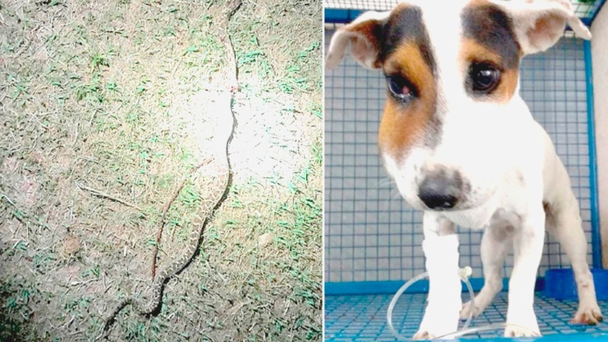 Cómo Debes Vestirte Para Una Mordedura De Perro